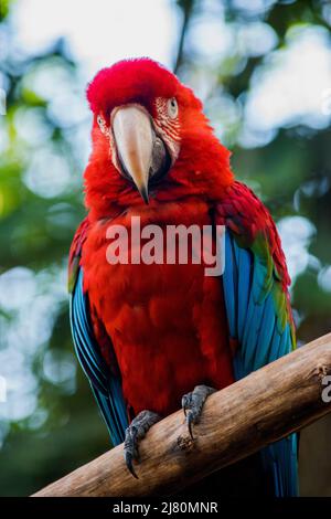 The green-winged macaw at Iguazu falls, Brazil - also known as the red-and-green macaw and blue ...