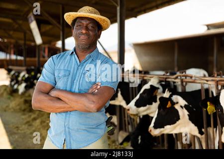 Aframerican man dairy farm owner standing in stall of cows Stock Photo ...