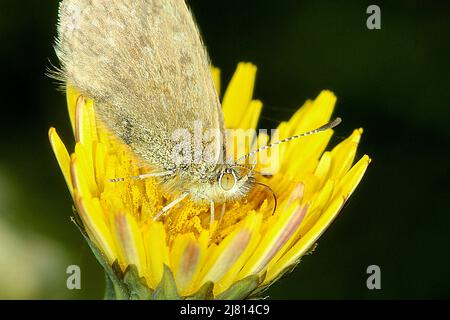 Common Grass-blue (Zizina otis labradus Stock Photo - Alamy
