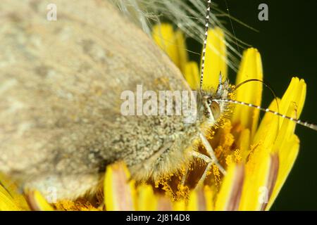 Common Grass-blue butterfly (Zizina labradus) adult resting on flower ...