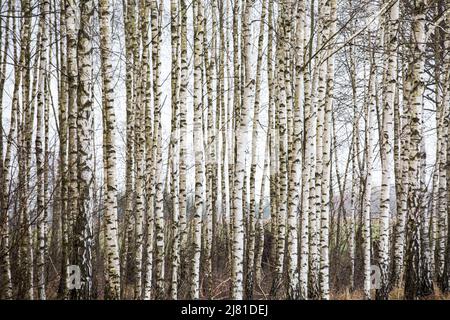 A birch is a thin-leaved deciduous hardwood tree of the genus Betula ...