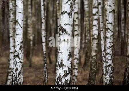 A birch is a thin-leaved deciduous hardwood tree of the genus Betula ...