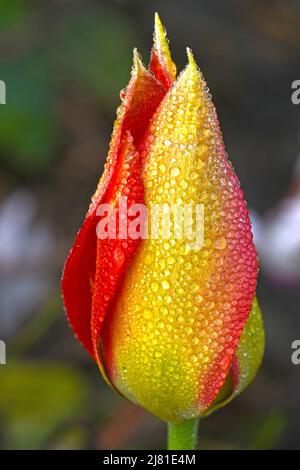 Red Tulip. Tulipa agenensis Stock Photo - Alamy
