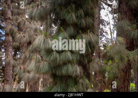 Native tree from Canarian islands, Canarian pine tree with long green ...