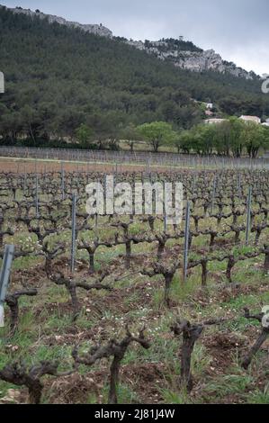 Vineyard near Cassis, Provence, France Stock Photo - Alamy