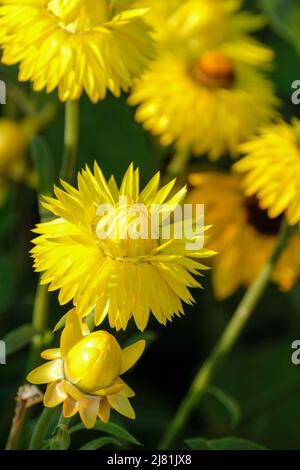 Strawflower or Golden Everlasting Flower, Xerochrysum bracteatum ...