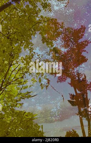 Multiple Film Exposure of Trees in the Fall Season Stock Photo - Alamy