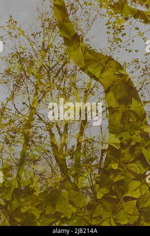 Multiple Film Exposure of Trees in the Fall Season Stock Photo - Alamy
