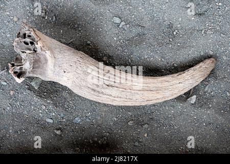 excavations of extinct prehistoric animals. A bone on the ground Stock ...