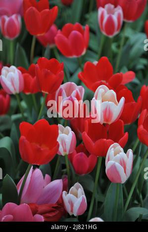 Red, pink and white mixture of tulips (Tulipa) Magic Mystery Mix blooms ...