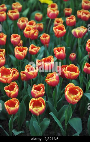 Red and yellow Triumph tulips (Tulipa) Montevideo bloom in a garden in ...