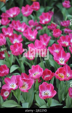 Pink and white Triumph tulips (Tulipa) Memphis bloom in a garden in ...