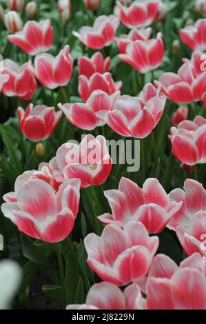 Red and white Triumph tulips (Tulipa) Spring Surprise bloom in a garden ...