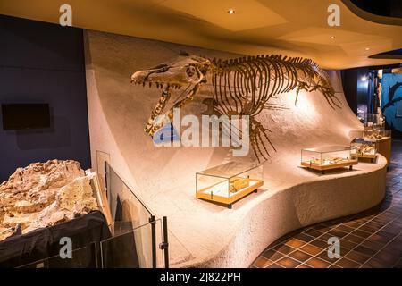 View of a mounted Mosasaurus fossil at the Natural History Museum in ...