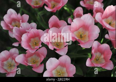 Pink Triumph tulips (Tulipa) Matchmaker bloom in a garden in March ...