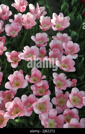 Pink Triumph tulips (Tulipa) Matchmaker bloom in a garden in March ...