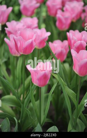 Pink Triumph tulips (Tulipa) Matchmaker bloom in a garden in March ...