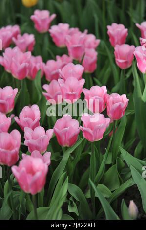 Pink Triumph tulips (Tulipa) Matchmaker bloom in a garden in March ...