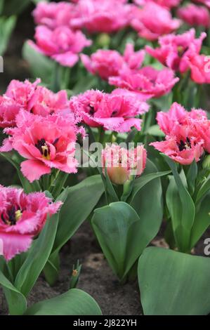 Double pink fringed tulips (Tulipa) Matchpoint bloom in a garden in ...
