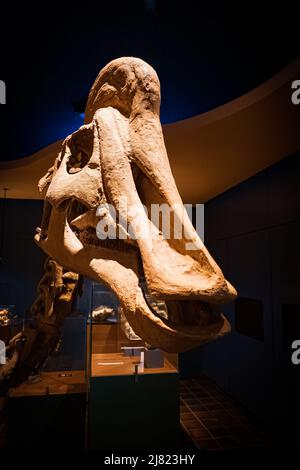 View of the fossil skull of a Hadrosaurus dinosaur Stock Photo - Alamy
