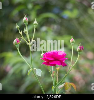 Beautiful red rose with buds in garden. Cyme of small red rose flowers ...