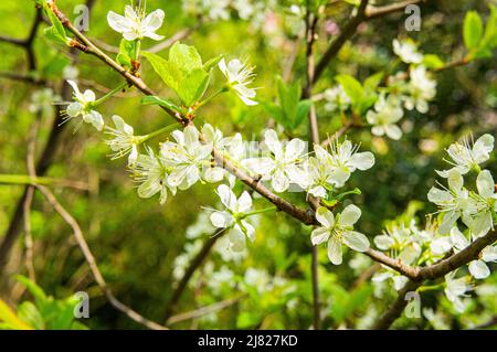 Wild Plum, European, Prunus domestica, flowering in Pruhonice, Czech ...