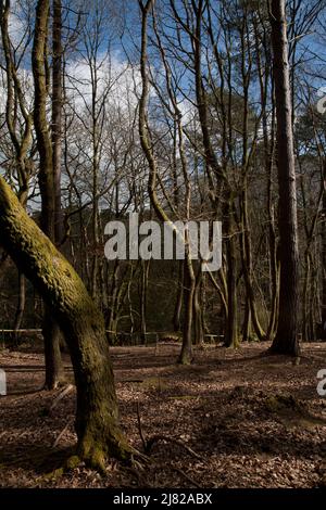 trees in early spring friday street north downs surrey england Stock ...