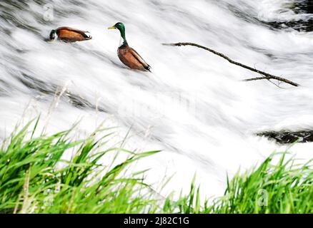 Ducks face the flow of the river Dodder to feed on aquatic weeds at the ...