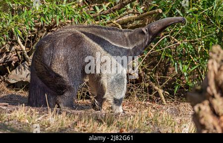 Close-up of an endangered Giant anteater (Myrmecophaga tridactyla ...