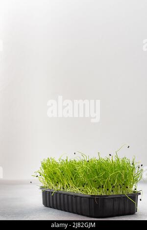 Vegetable greens of chives, useful microgreen close-up , organic food ...