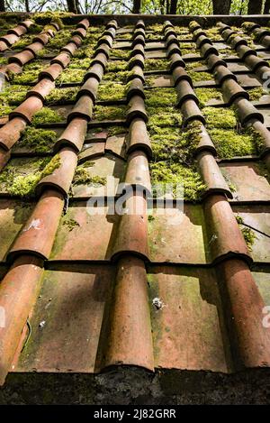 Roof tiles on the roof of a a woodland shelter on the Malham Tarn ...