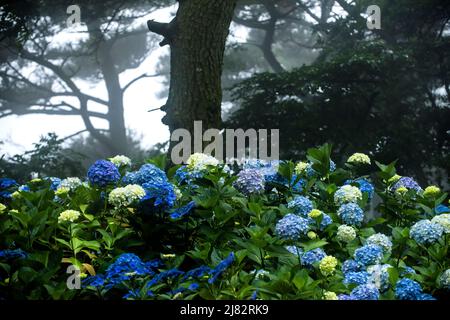 Hydrangea Macrophylla flowers in the misty forest Stock Photo - Alamy