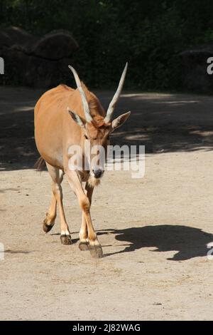 eland antelope in a zoo in france Stock Photo - Alamy