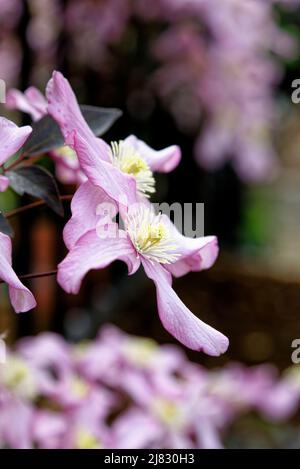 Closeup shot of beautiful purple rhododendron flowers on a shrub Stock ...