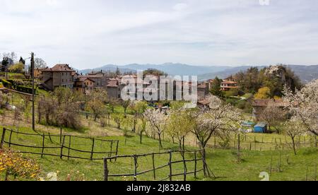 Blossoming fruit trees and historic buildings, renovated red brick ...