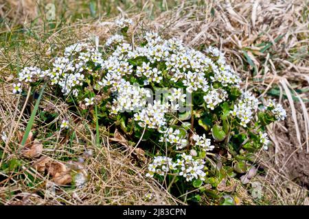 Common Scurvygrass - Cochlearia officinalis growing in rusty chain at ...