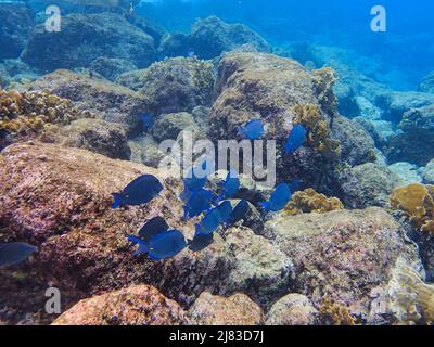 Blue Tang eating growth off of coral in Curacao Stock Photo - Alamy
