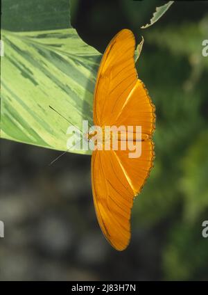 Butterfly Juliafalter Dryas julia Stock Photo - Alamy