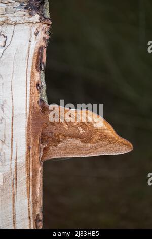 Tinder fungus (Fomes fomentarius), cross section fungus on tree trunk ...