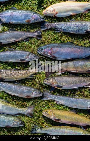 Many caught trout lie in the grass, different species of trout, edible ...