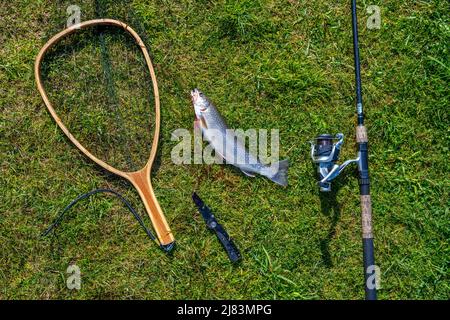 Fishing rod with caught trout and landing net lies on lawn Stock Photo ...