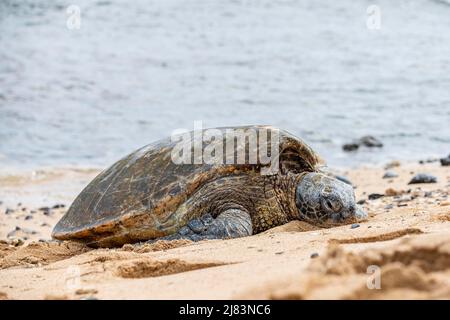 Gruene Meeresschildkroete (Chelonia mydas), am Strand, Kuau Cove, Maui ...