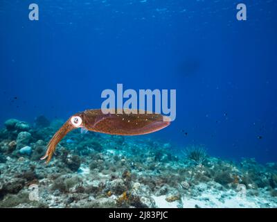 Reef Squid, Squid, Calamari, animal, aquatic, background, blue ...