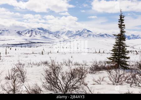 Frozen Winter Wilderness in Denali National Park Stock Photo - Alamy