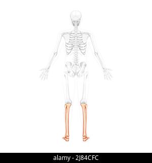 Ankle Bones of Human, Correct position ankle bones of human. Anatomy ...