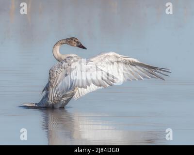 Trumpeter Swan Cygnet Portrait Stock Photo - Alamy