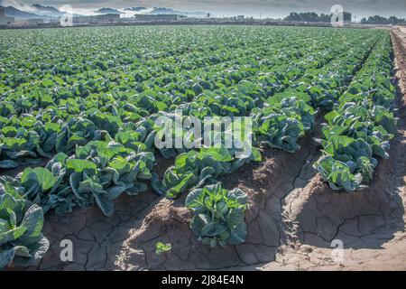Row and rows of cabbages are ready for harvest in Yuma, Arizona, USA ...