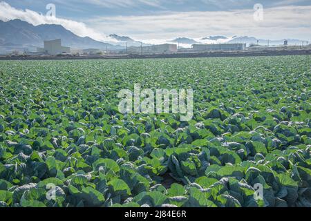 Row and rows of cabbages are ready for harvest in Yuma, Arizona, USA ...