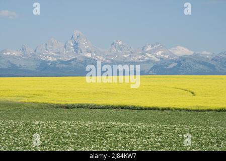Canola and potatoes grown in adjacent fields beneath the Teton ...