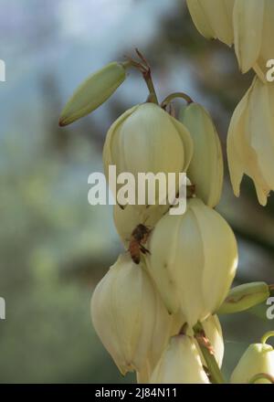 Yukka plant about to bloom in the garden Stock Photo - Alamy